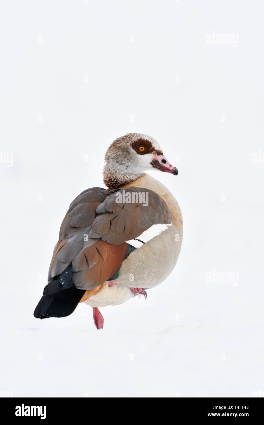 Eurasian goose species hi-res stock photography and images - Alamy