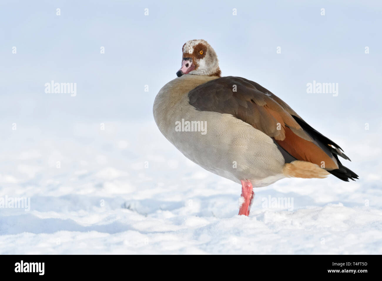 Eurasian goose species hi-res stock photography and images - Alamy