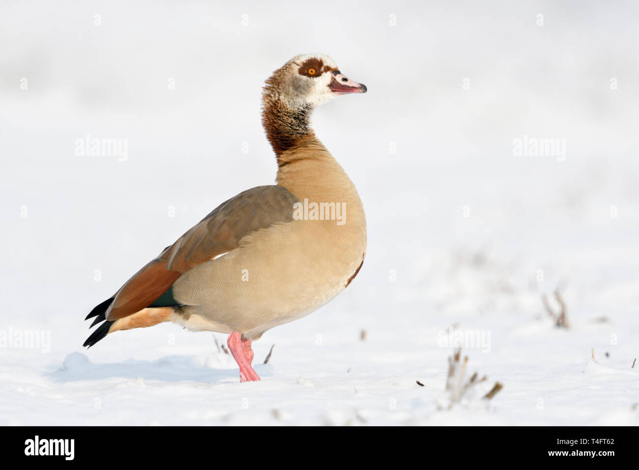 Egyptian Goose / Nilgans (Alopochen aegyptiacus) in winter, standing on ...