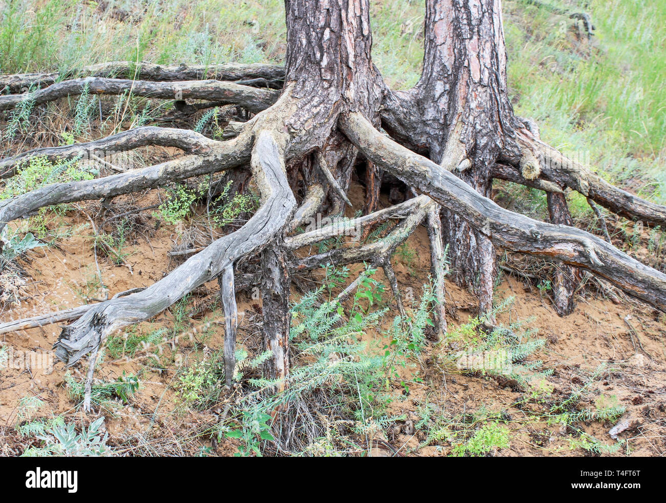 Old gnarled tree trunk mature hi-res stock photography and images - Alamy