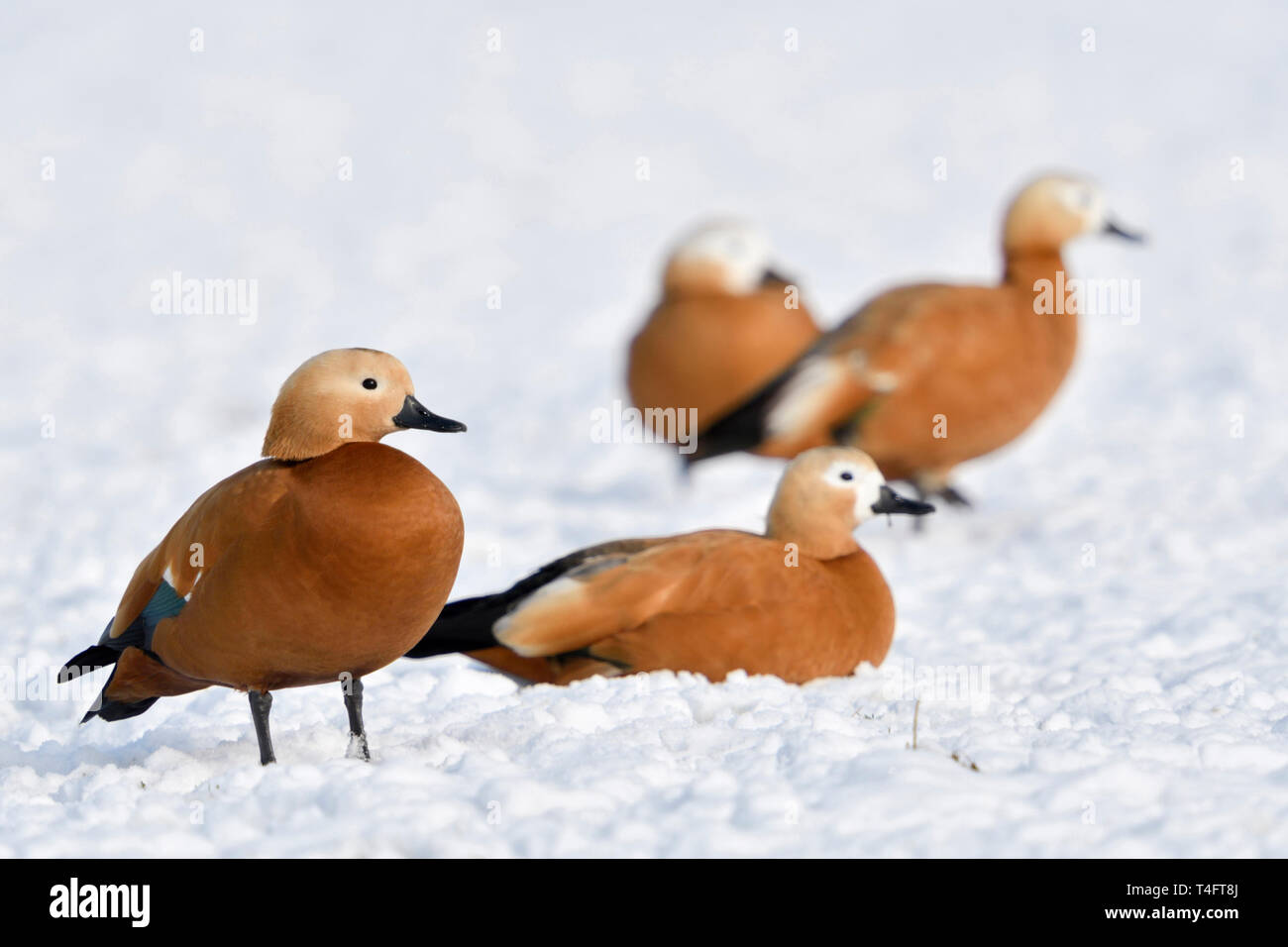 Shelducks hi-res stock photography and images - Alamy
