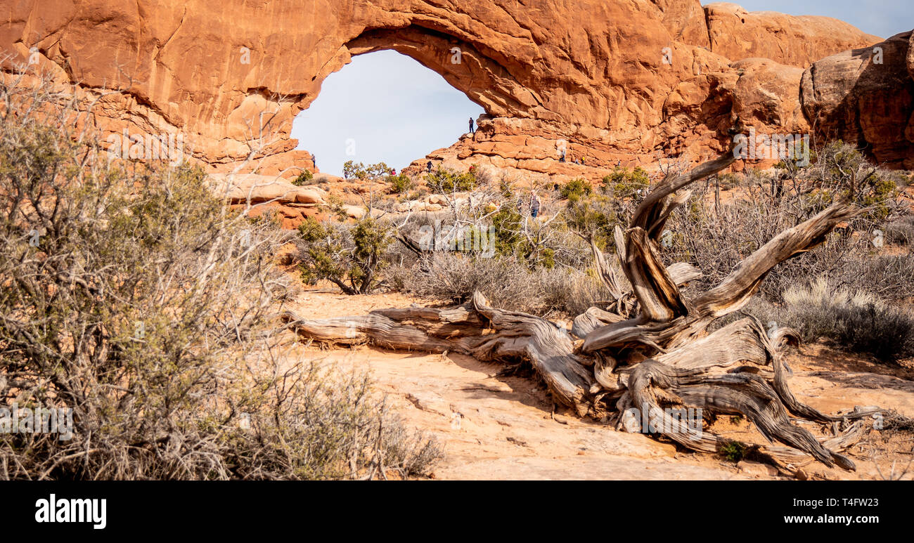 Dry vegetation at Arches National Park in the desert of Utah Stock ...