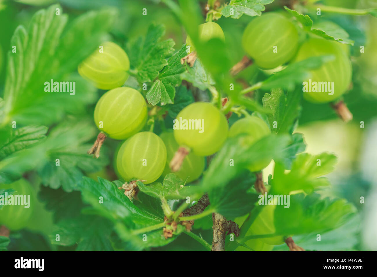 The Large berries of gooseberry green foliage Stock Photo - Alamy