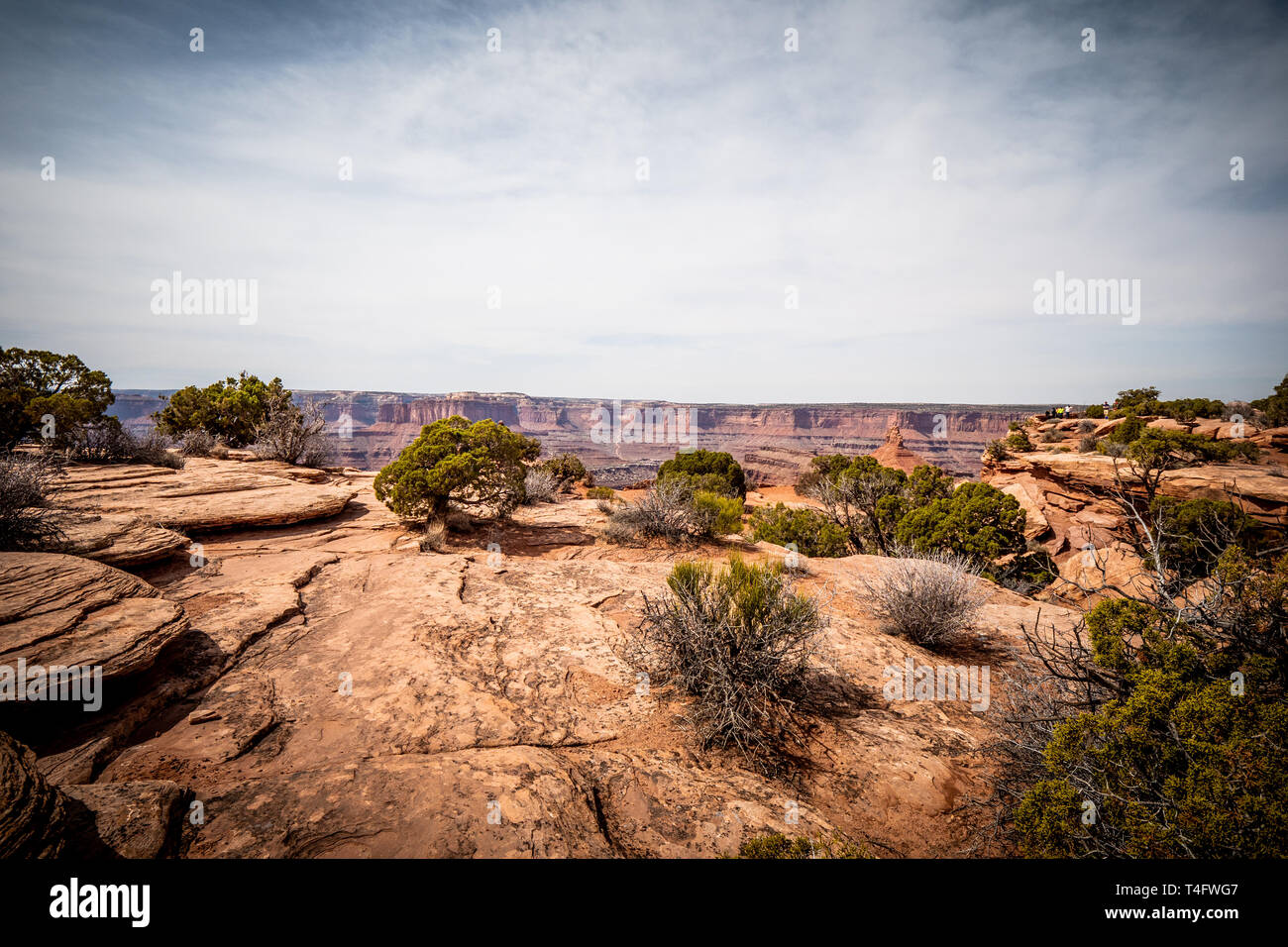 Amazing landscape and vegetation in the desert of Utah Stock Photo - Alamy