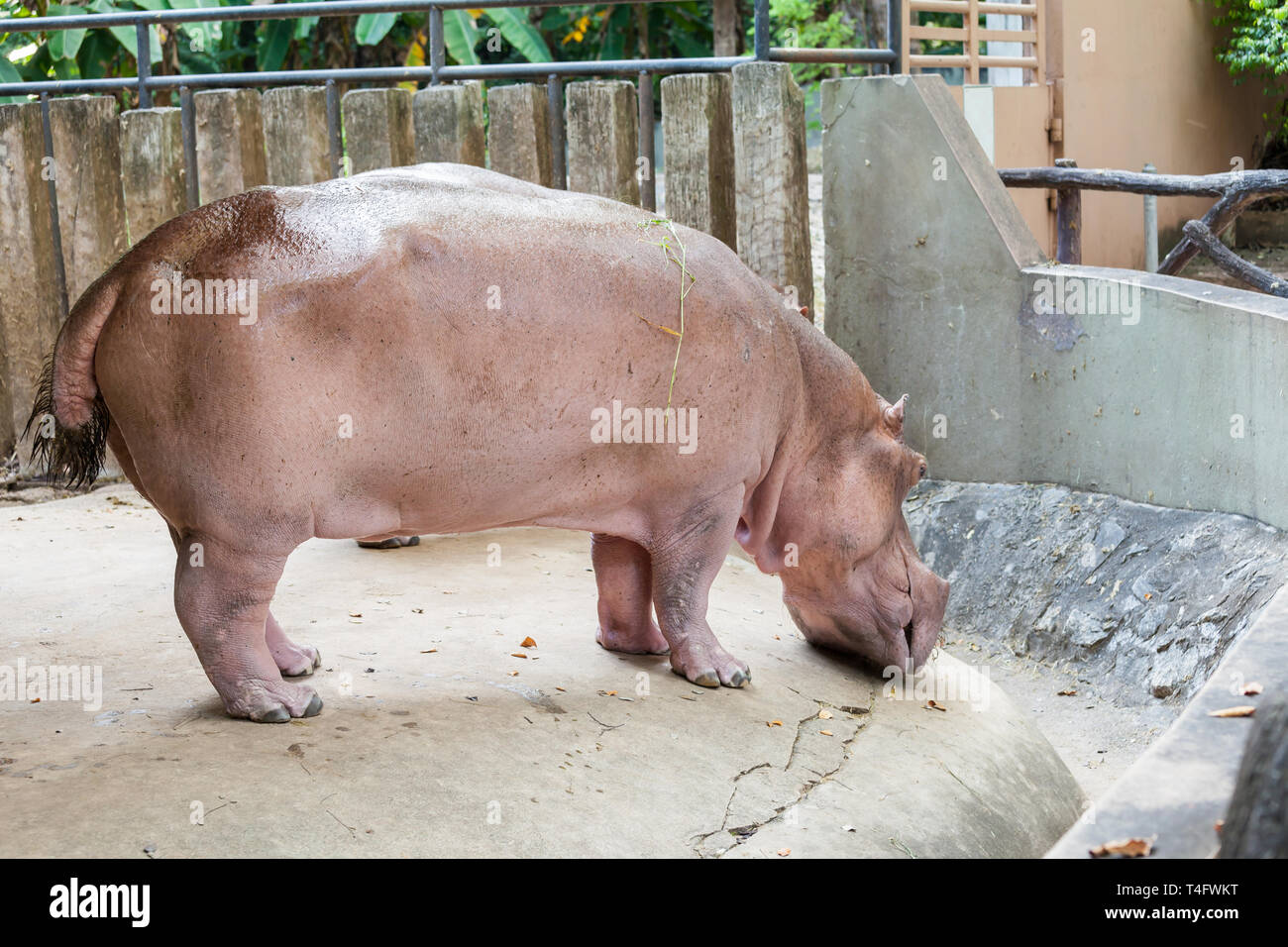 Hippopotamus portrait amphibious hippo hi-res stock photography and ...