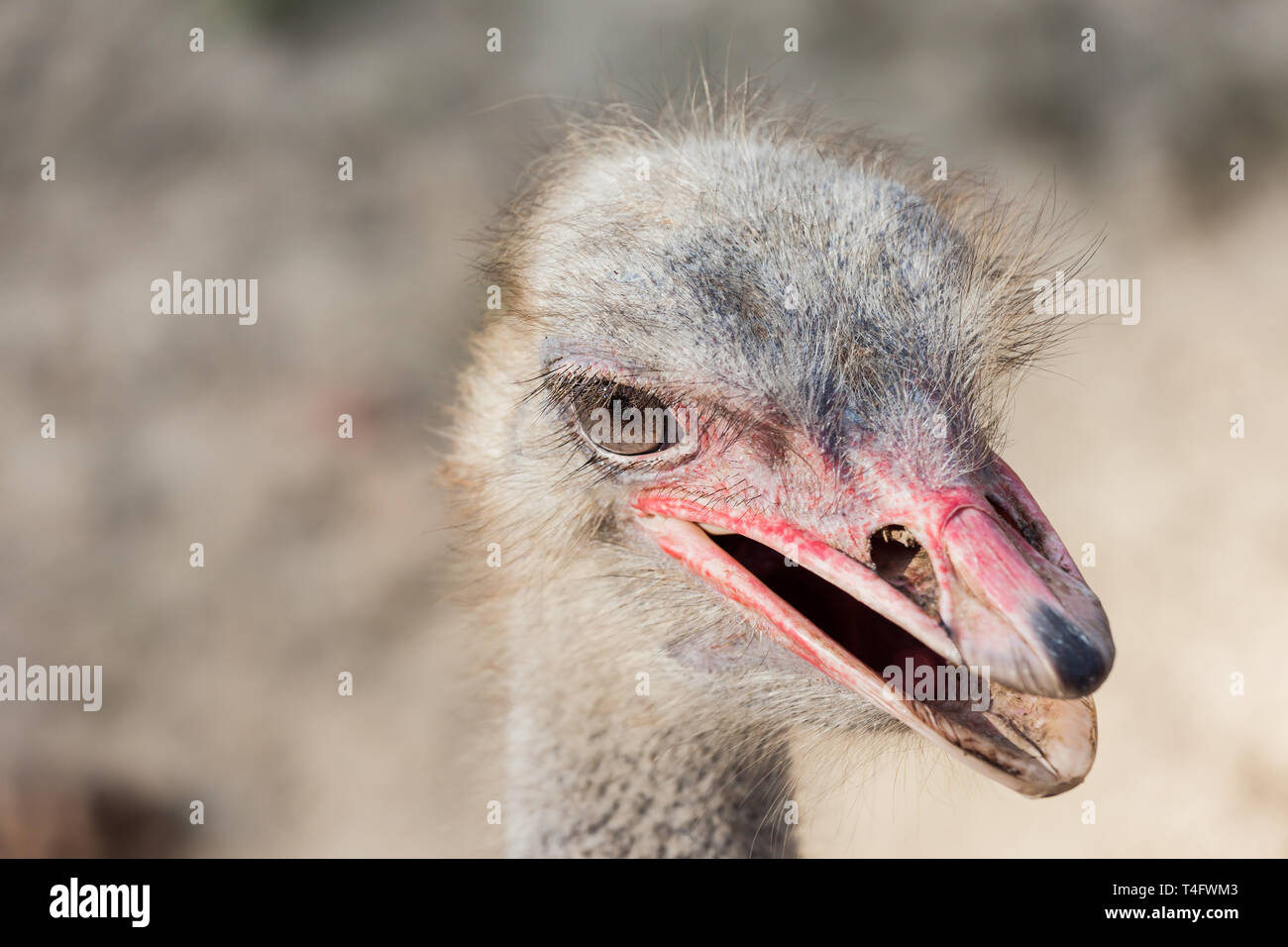Portrait of an ostrich head Stock Photo - Alamy