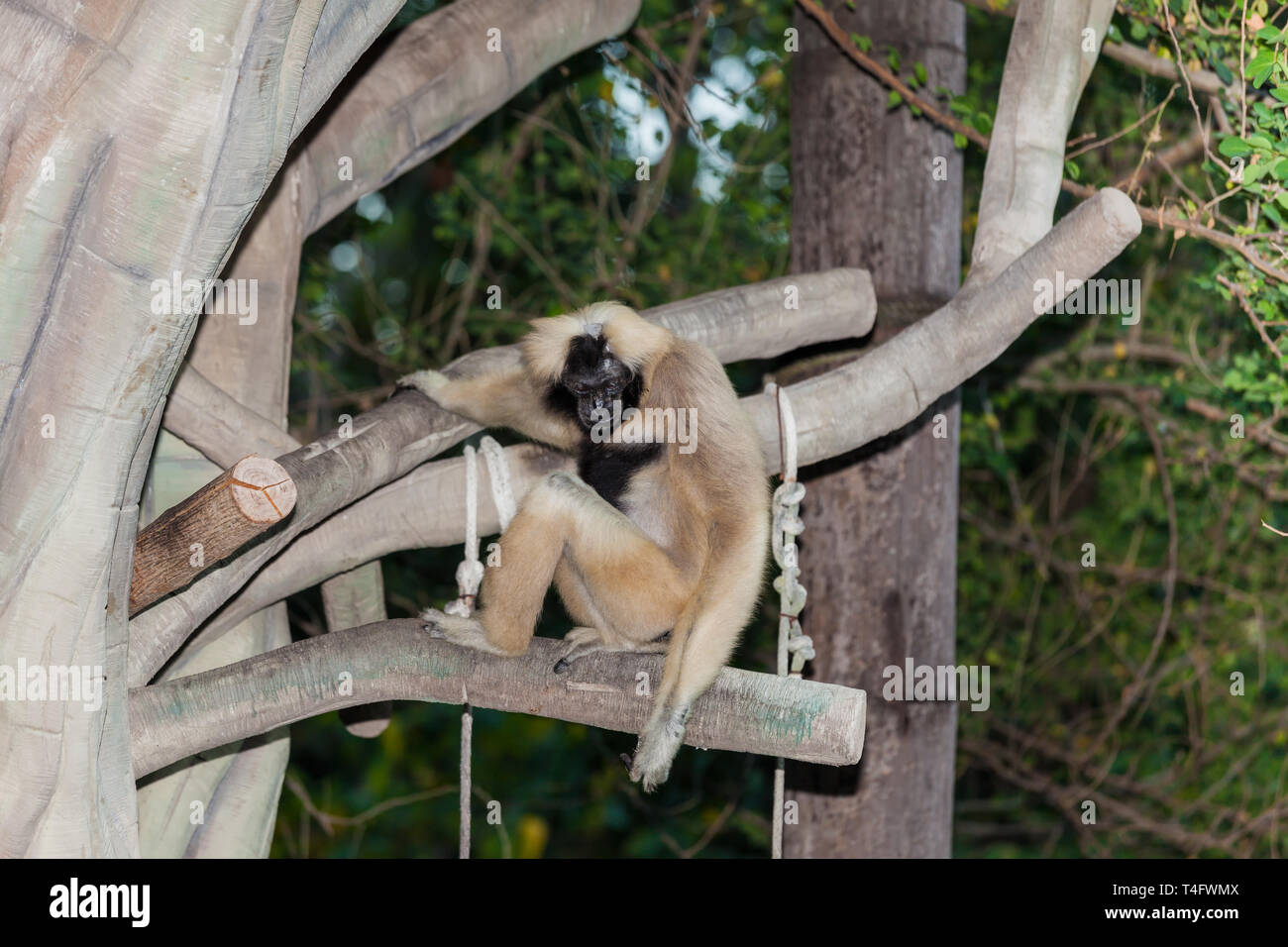 Golden langur monkey hi-res stock photography and images - Alamy