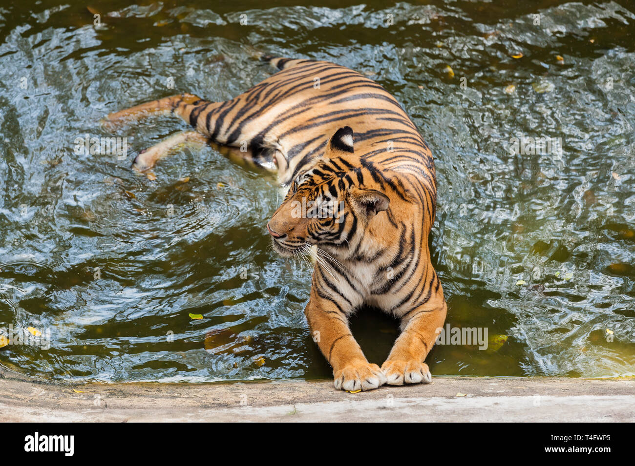 Young Tiger bathing in the water Stock Photo - Alamy