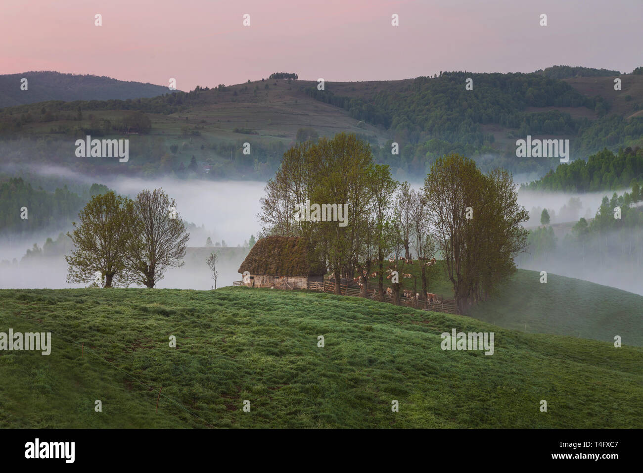 Summer green landscape in Transylvania Stock Photo - Alamy