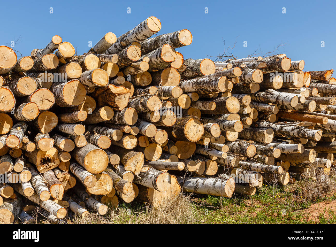 Bunch of logs stacked up, Stack of cut trees Stock Photo - Alamy