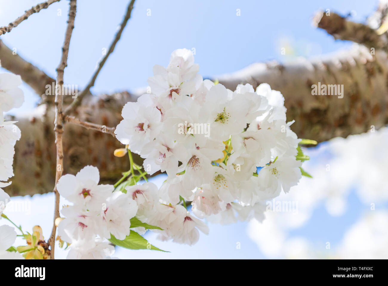 spring clusters of blossom from the great white cherry tree with blue ...