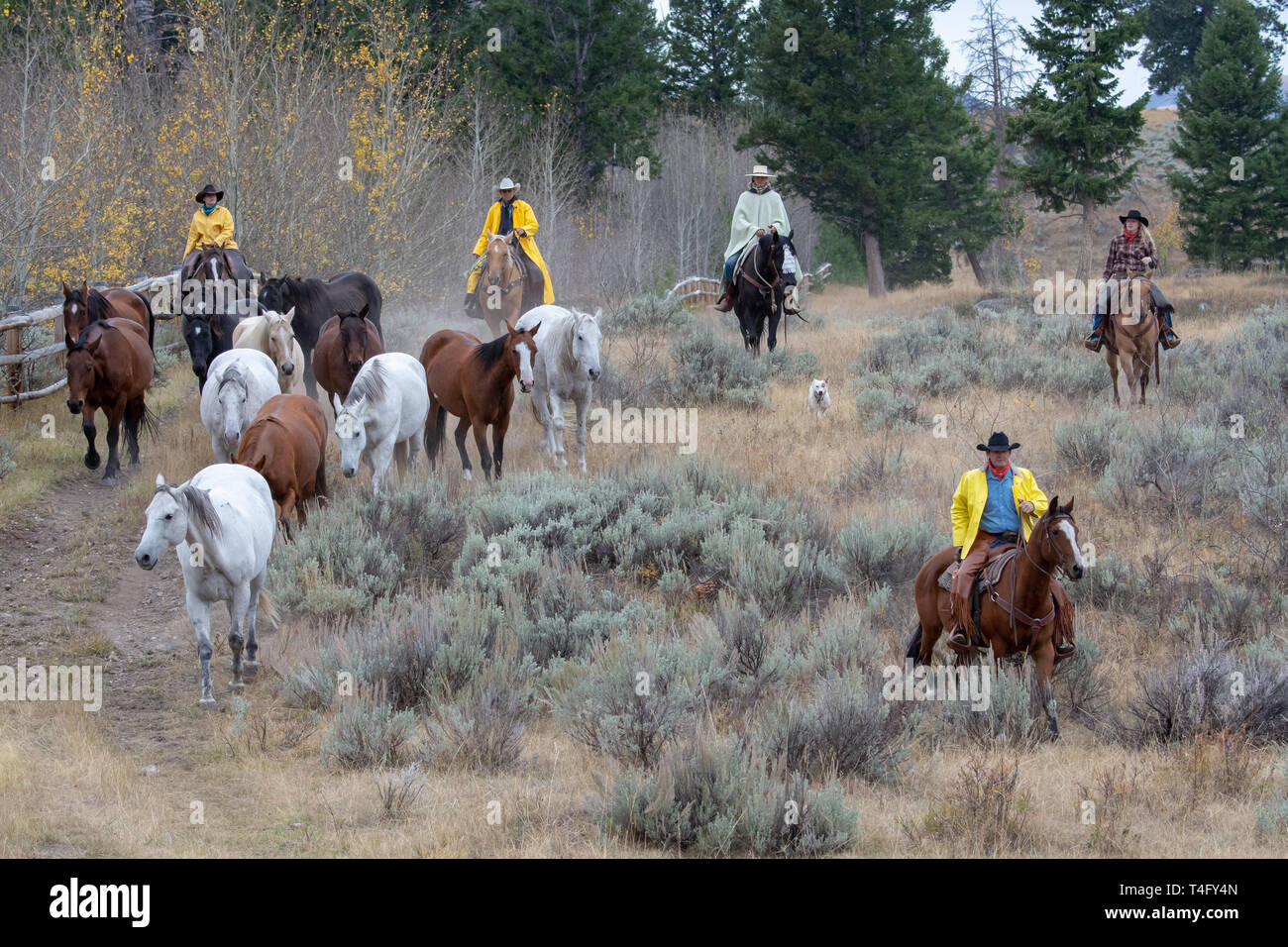 Wyoming cowboys hi-res stock photography and images - Alamy