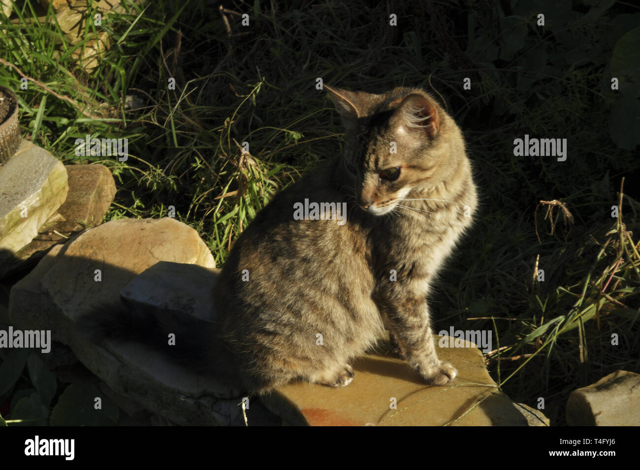 Cat in the garden in Brazil Stock Photo - Alamy
