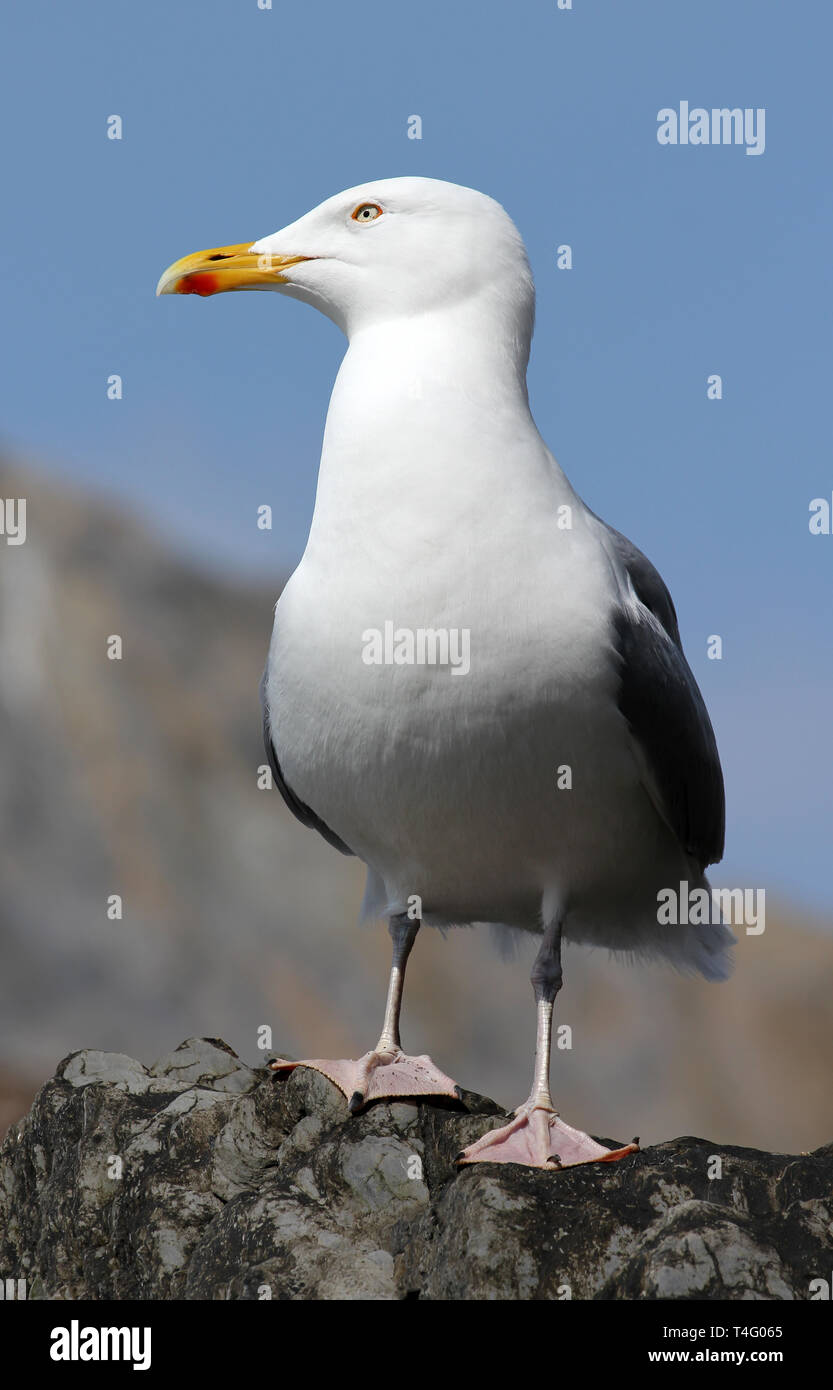 Herring Gull Ilfracombe Devon Stock Photo - Alamy