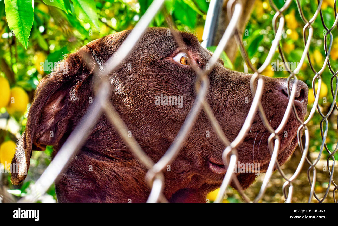 Unwanted Animals Stock Photos & Unwanted Animals Stock Images - Alamy