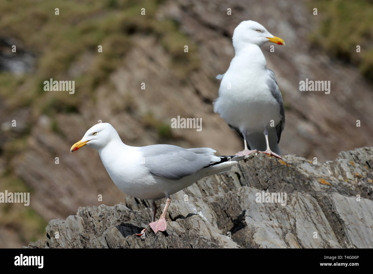 Herring Gull Ilfracombe Devon Stock Photo - Alamy