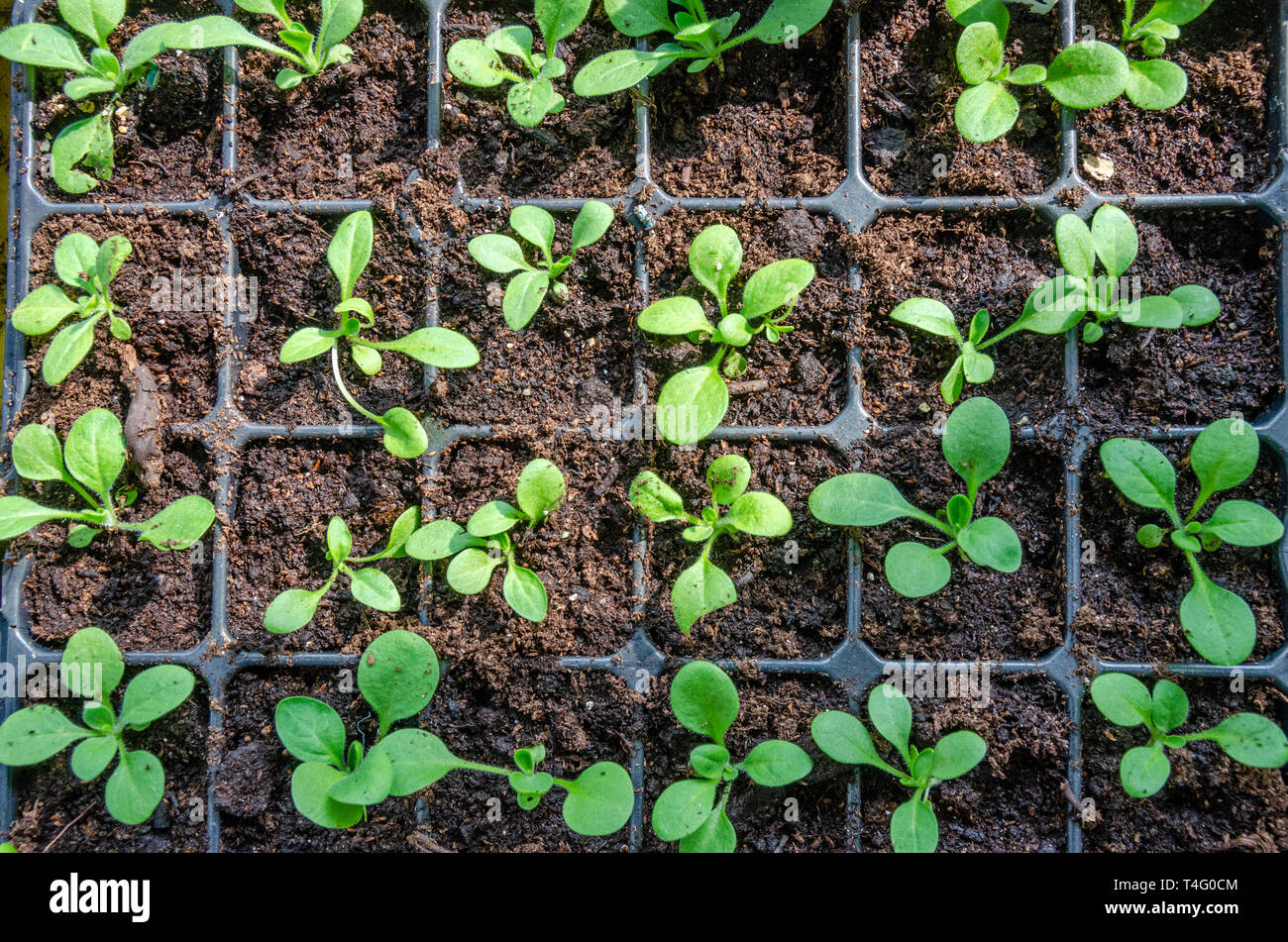 Seed growing in plant hi-res stock photography and images - Alamy