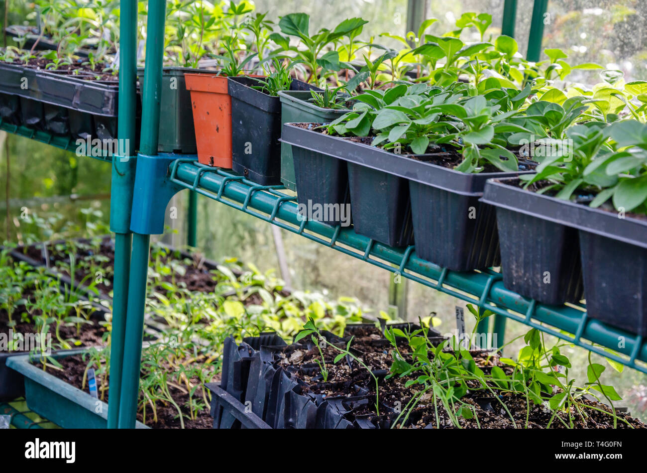 Seed trays hi-res stock photography and images - Alamy