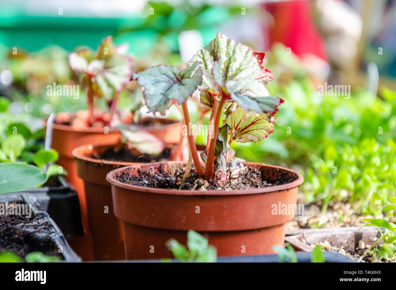 Propagate begonia hi-res stock photography and images - Alamy