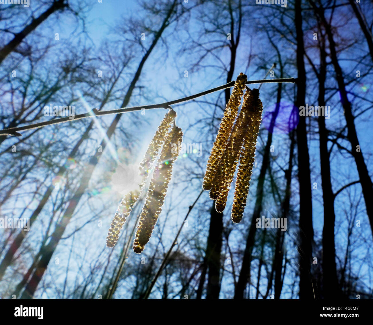 Hazel color hi-res stock photography and images - Alamy