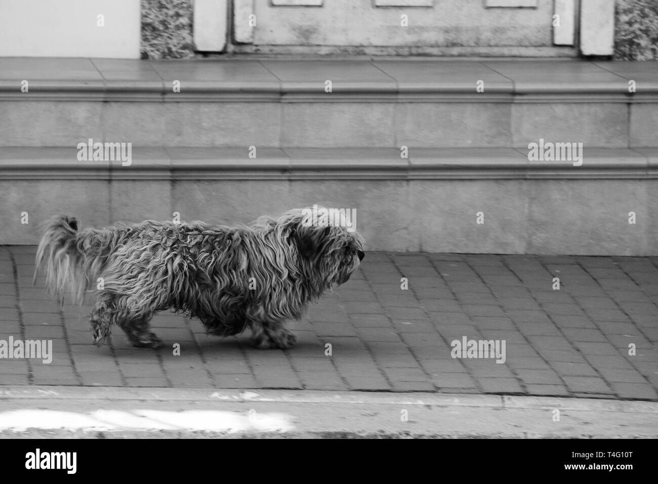 Dog street photo Black and White Stock Photos & Images - Alamy