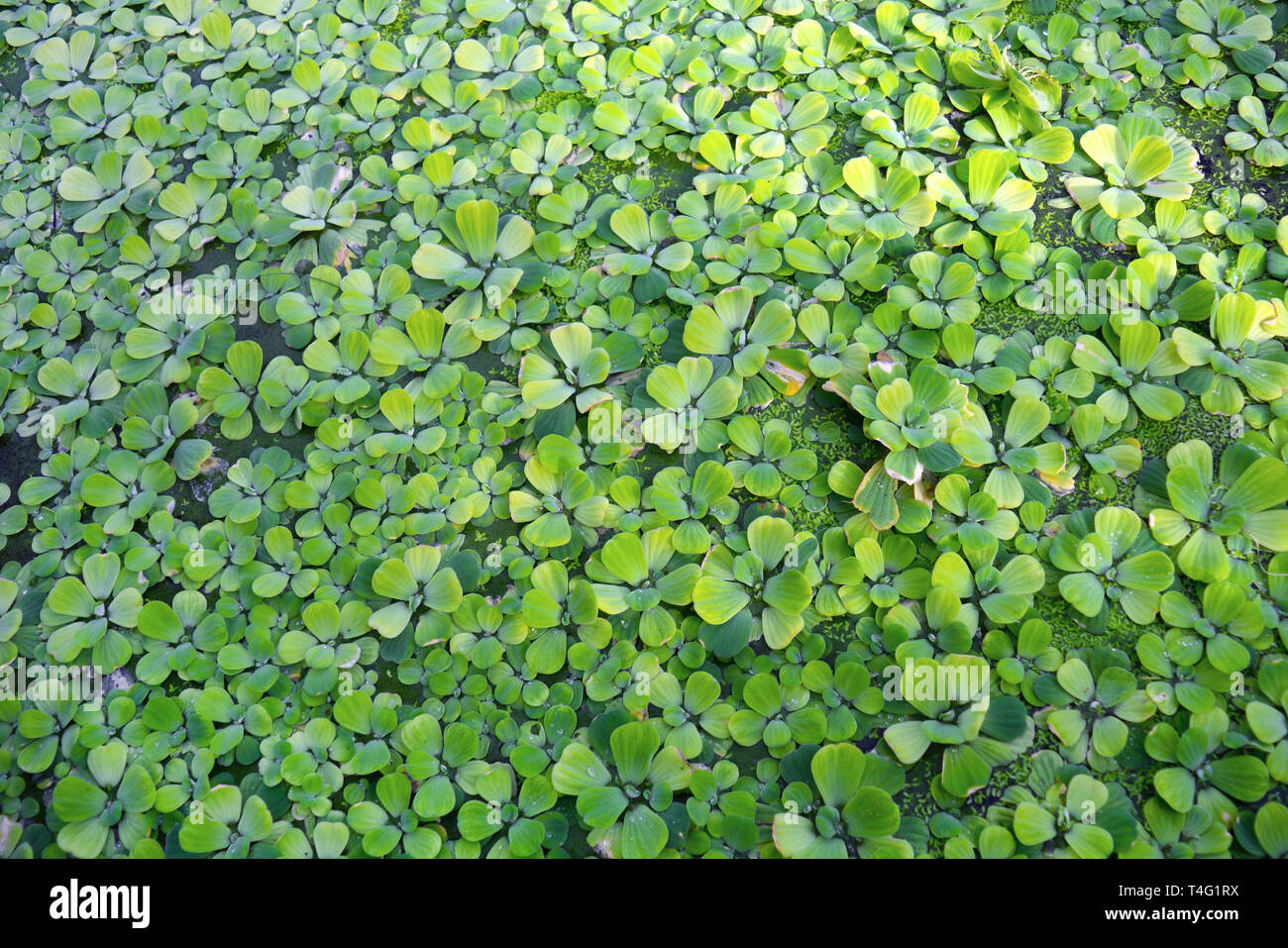 Pistia Stratiotes aquatic plant covering water background Stock Photo ...