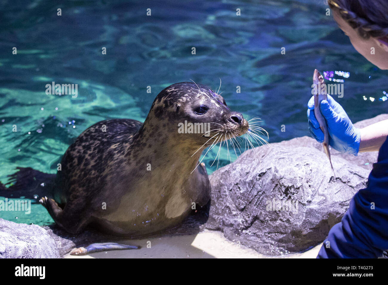 Seal rescue facility sea life centre birmingham hi-res stock ...