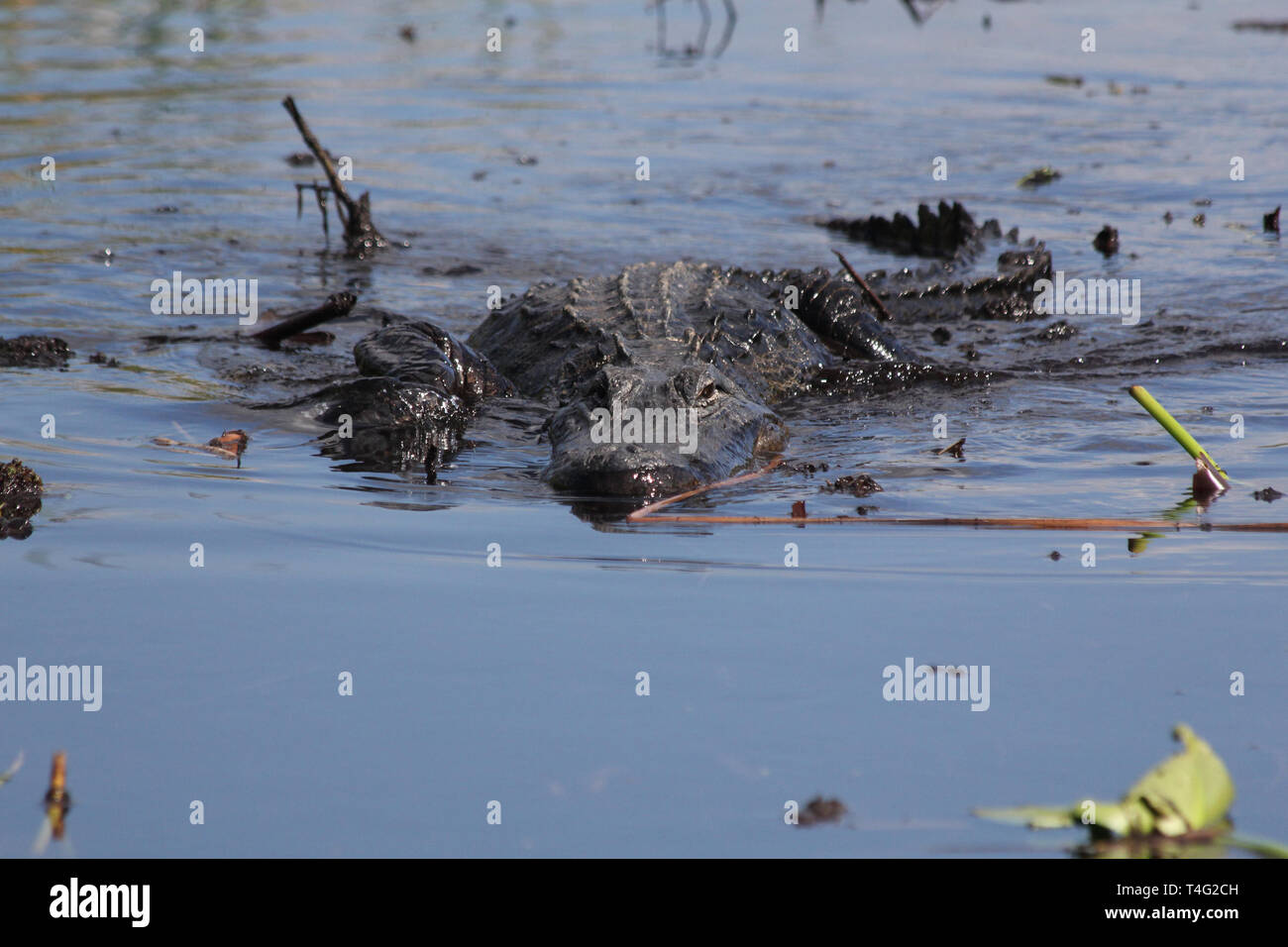 Alligator swimming the muddy waters of the swamps in the Everglades ...