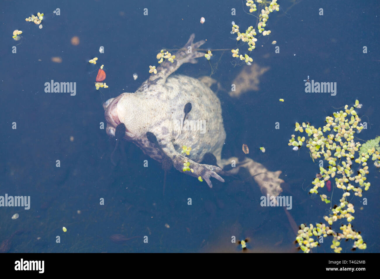 Tadpoles nibbling on drowned frog in garden pond Stock Photo - Alamy