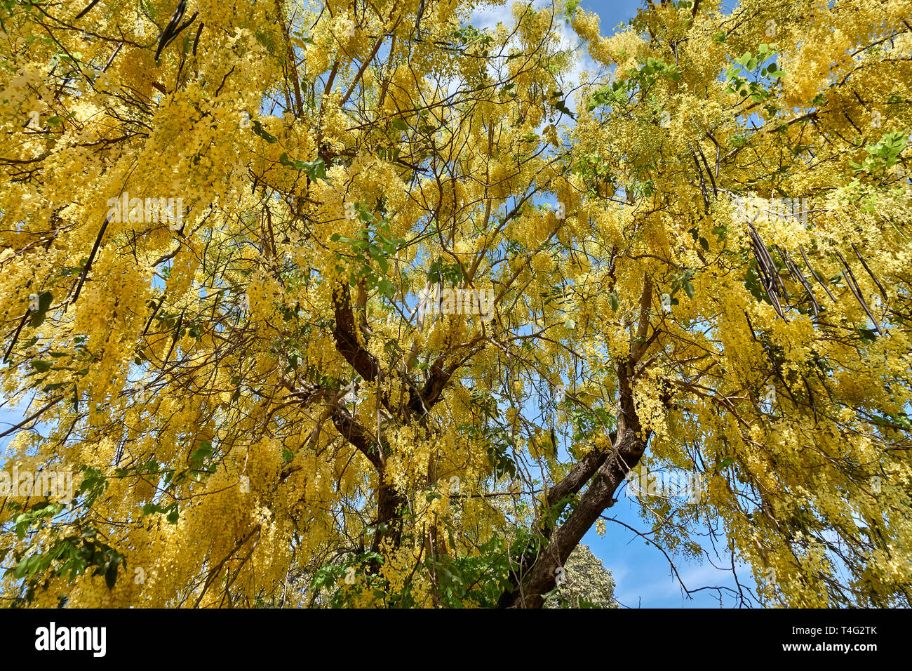 Cassia fistula, golden shower tree. It is both the national tree and national flower of Thailand ...