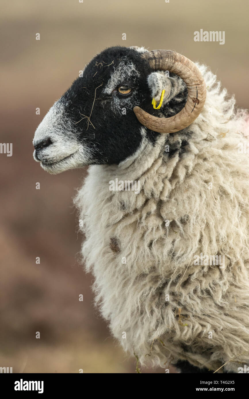 Breed of sheep uk hi-res stock photography and images - Alamy