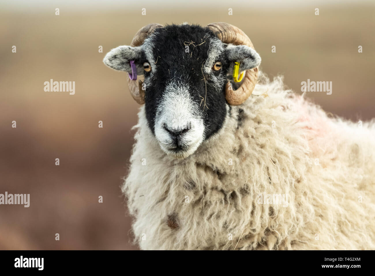 Swaledale Ewe (female sheep) in the Yorkshire Dales, England, UK Facing ...