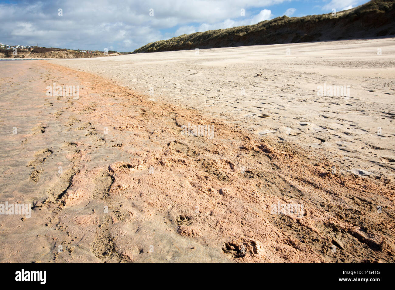 Pink scum on Porthkidney beach in Lelant, Cornwall, UK Stock Photo - Alamy