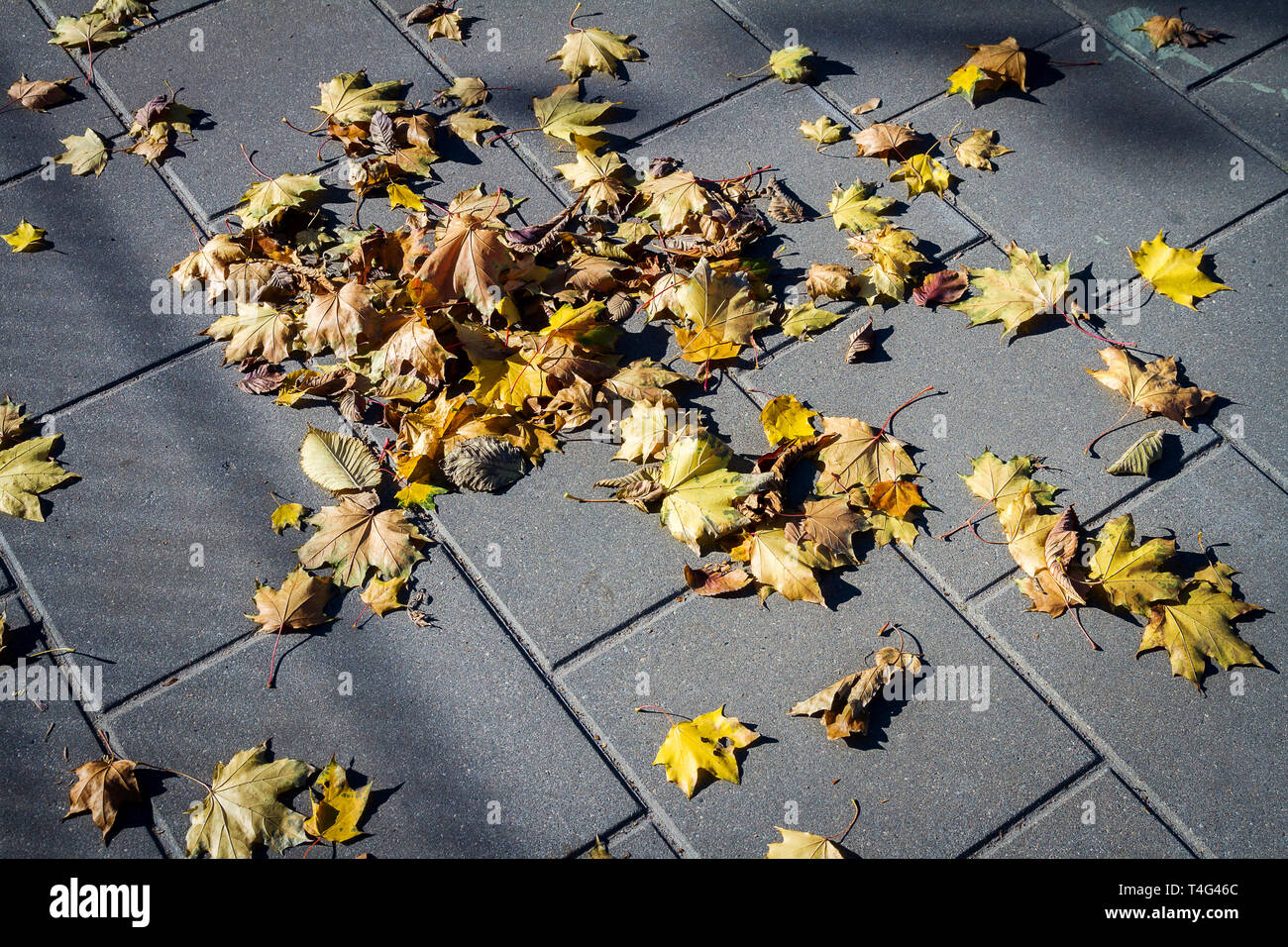 Sidewalk maple tree hi-res stock photography and images - Alamy