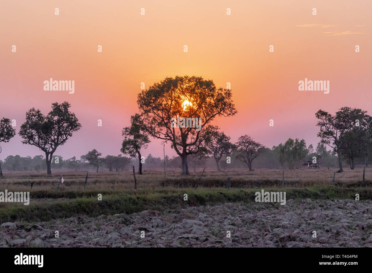 sunset behind dry branch tree in middle of dry rice field Stock Photo ...