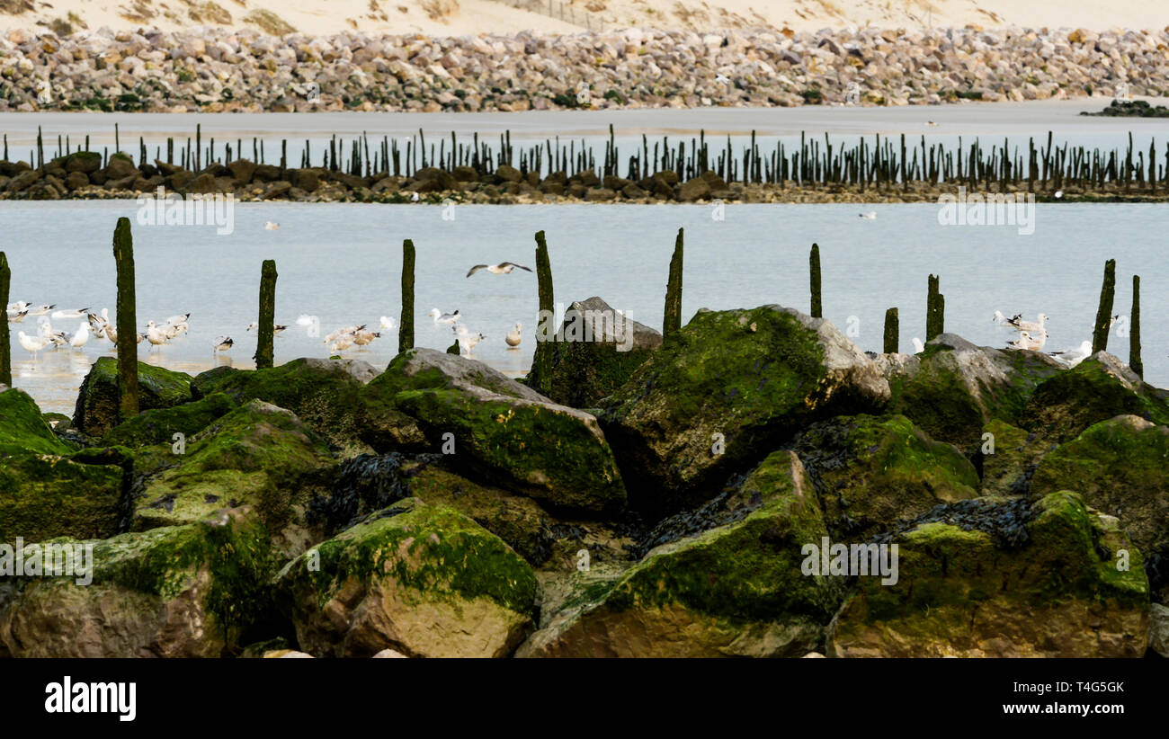 Authie bay hi-res stock photography and images - Alamy
