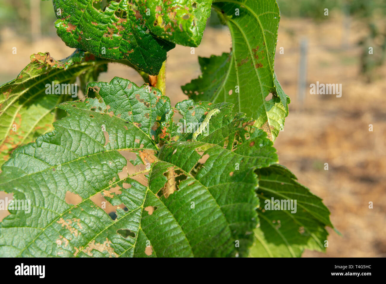 Hazelnut a pests. Macro close-up of green walnut leaves with holes and ...