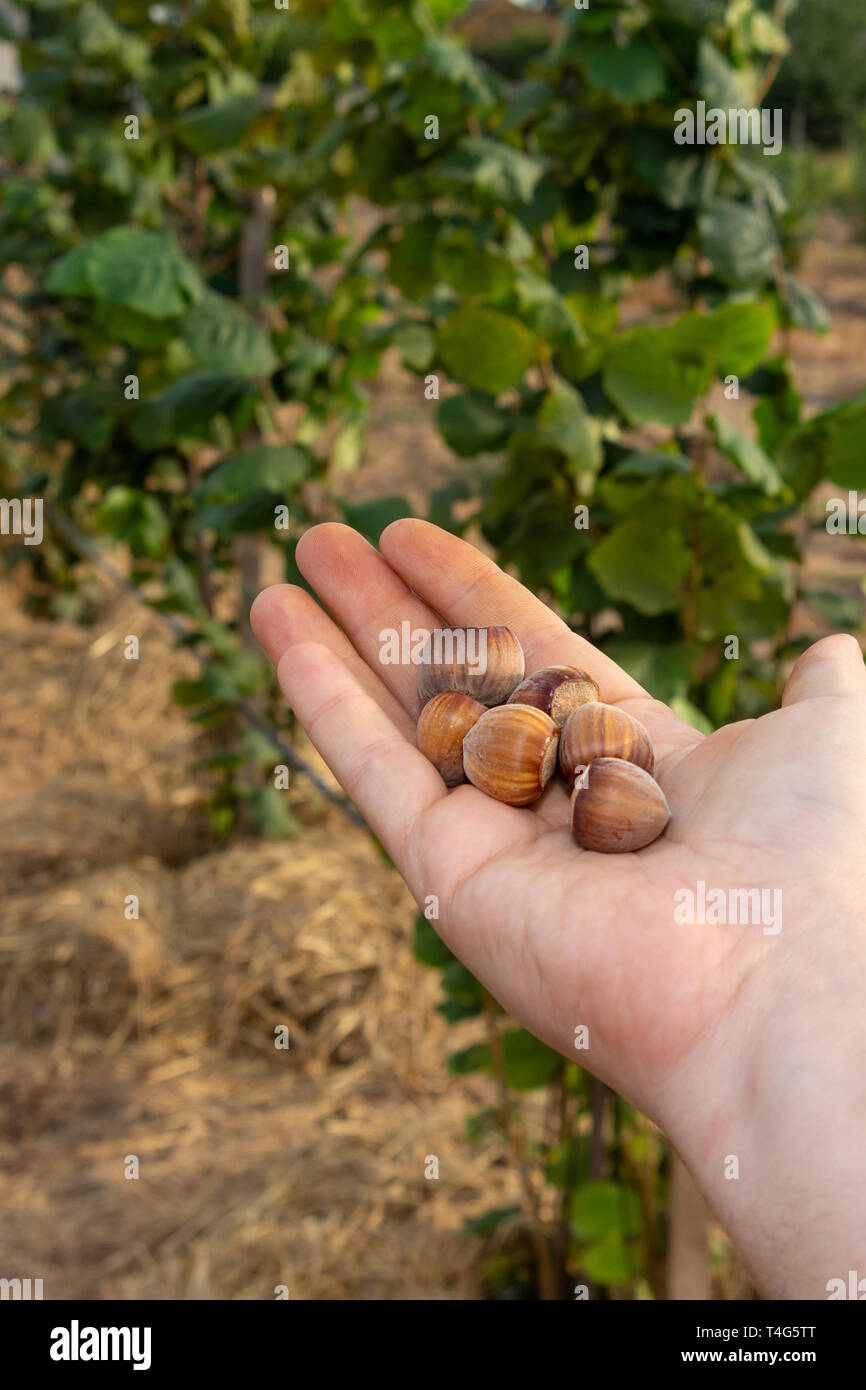 hazelnuts lie in the hand of a man close up against background of a nut ...