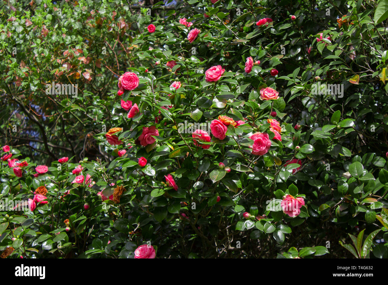 Camellia japonica, known as Japanese camellia, or tsubaki in Japanese ...