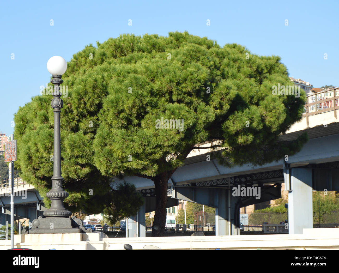 One large pine with a huge spreading crown and one round city lantern ...