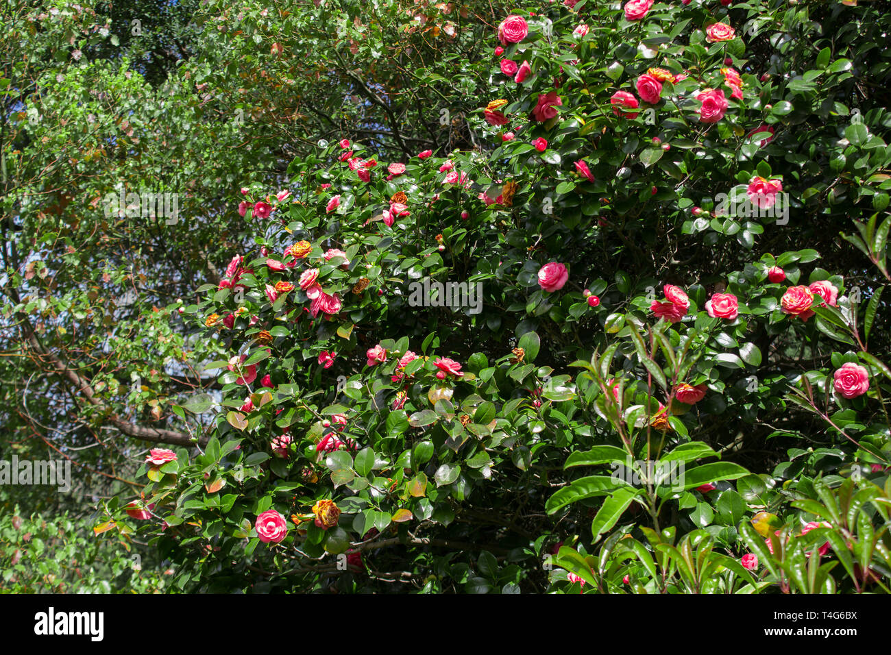 Camellia japonica tree Tsubaki in japanese in bloom Stock Photo - Alamy