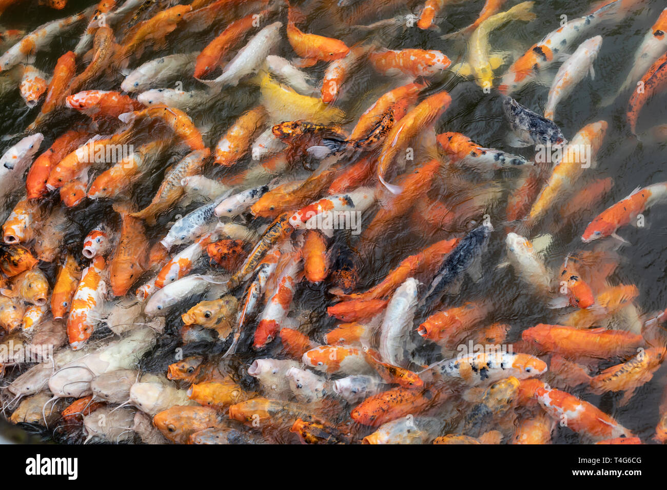 Decorative amur carp hi-res stock photography and images - Alamy