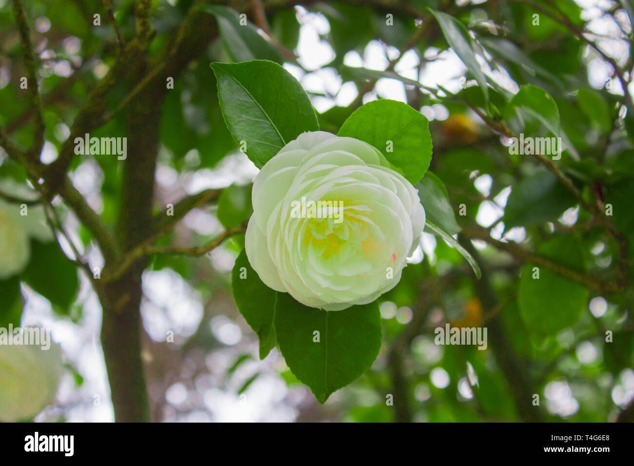 Camellia japonica tree Tsubaki in japanese in bloom Stock Photo - Alamy