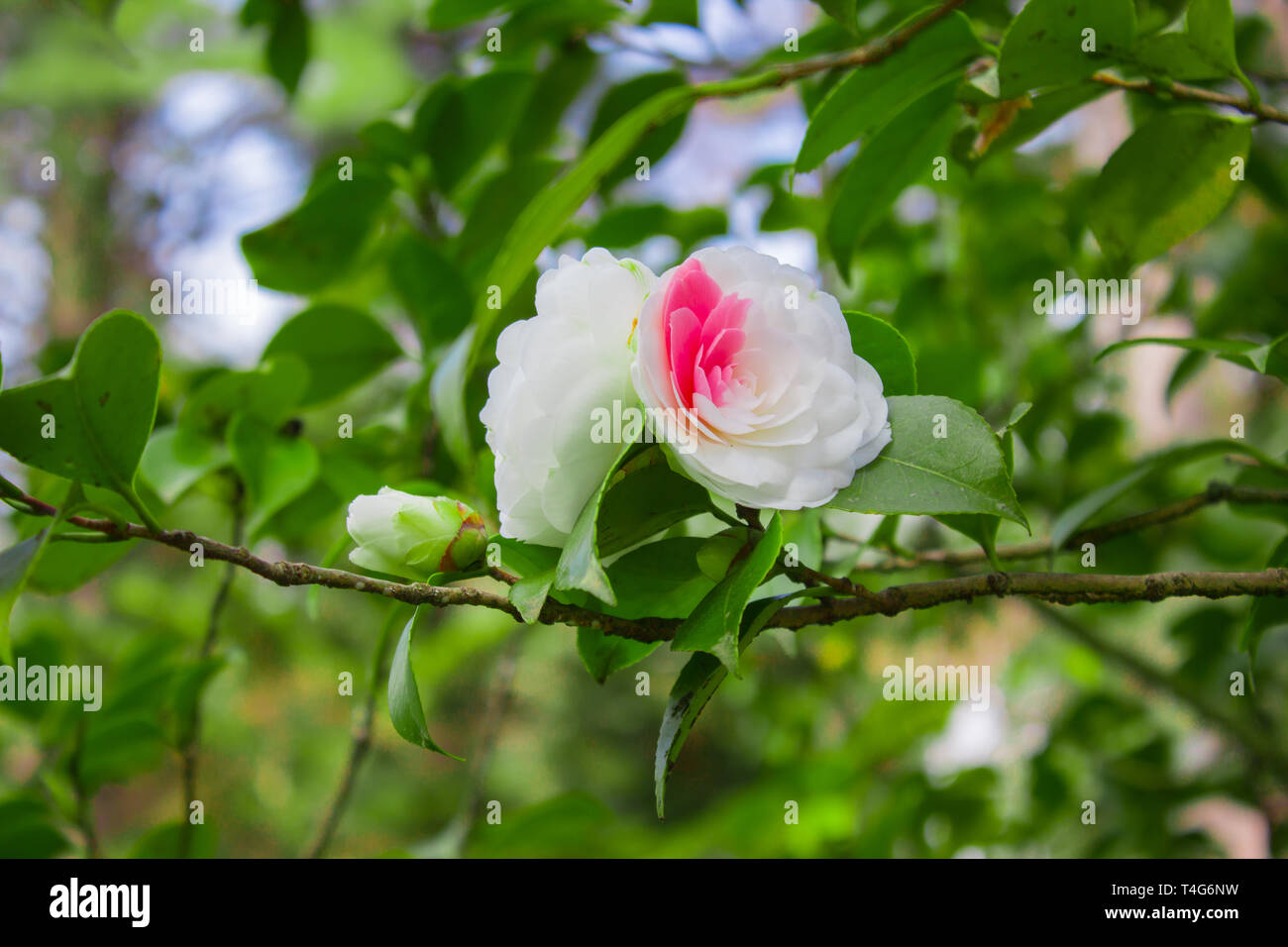 Camellia japonica tree Tsubaki in japanese in bloom Stock Photo - Alamy