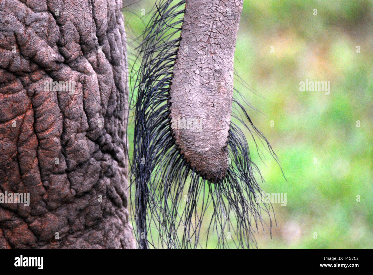 Close up of an Elephant's tail and rump. Elephants have a useful tool ...
