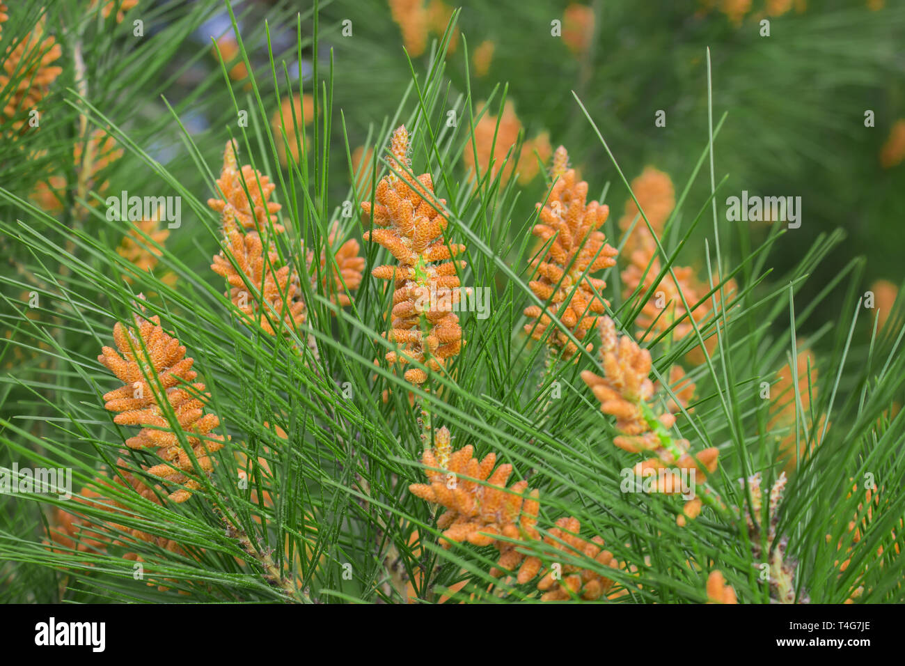 Pinus pinea stone pine flower hi-res stock photography and images - Alamy