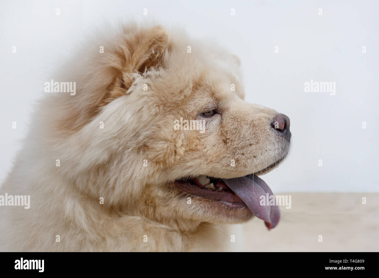 Chow Chow Puppy High Resolution Stock Photography and Images - Alamy