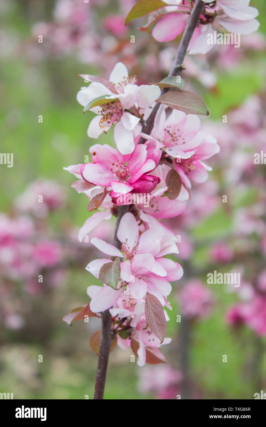 Cerasus serrulata blossom in the sunny day Stock Photo - Alamy