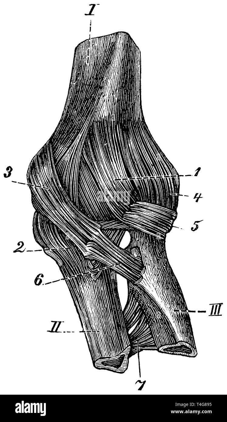 Black And White Clipart Elbow Elbow Drawing Black And White Clipart