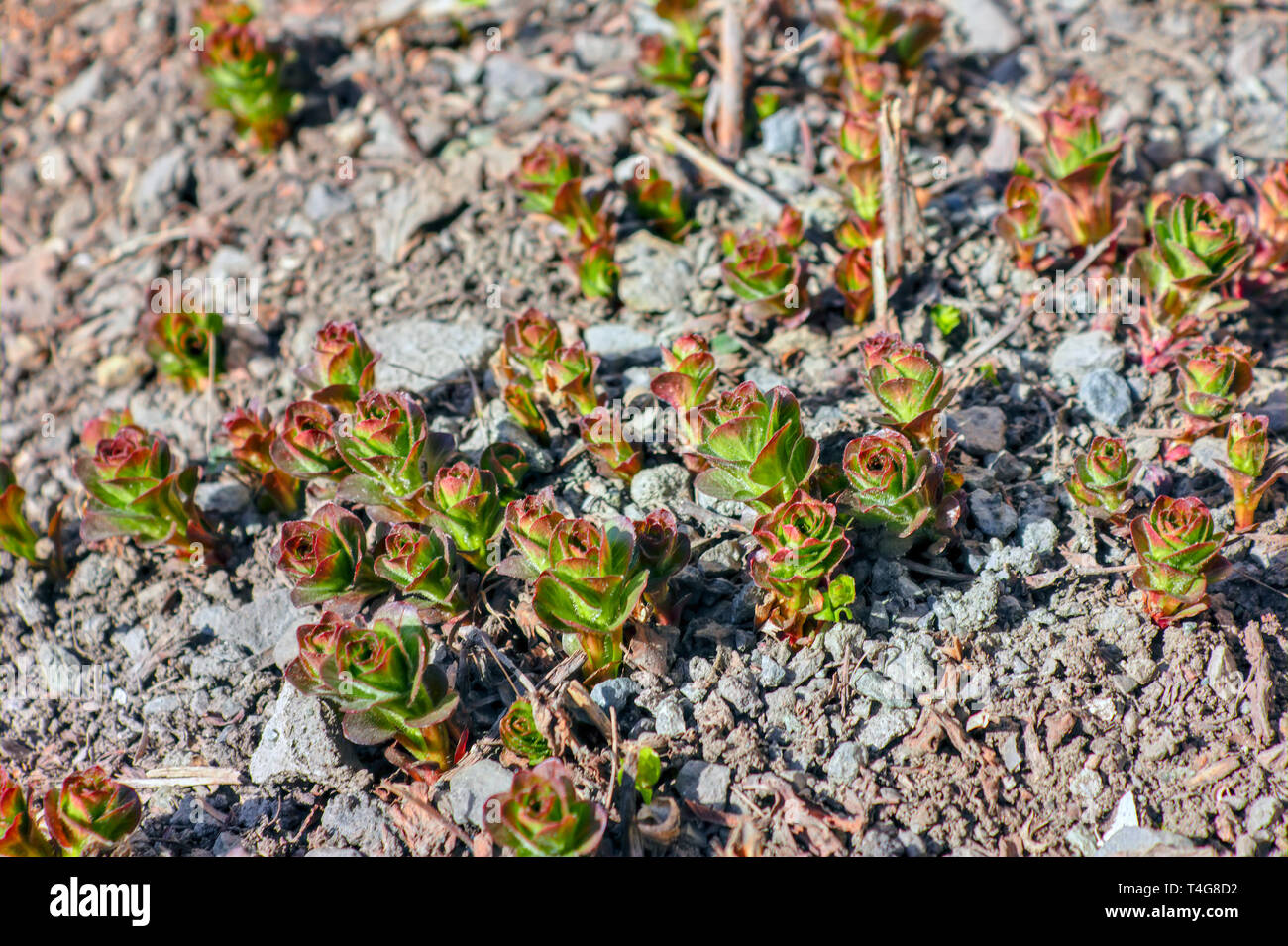 Close up delicate sprouts hi-res stock photography and images - Alamy